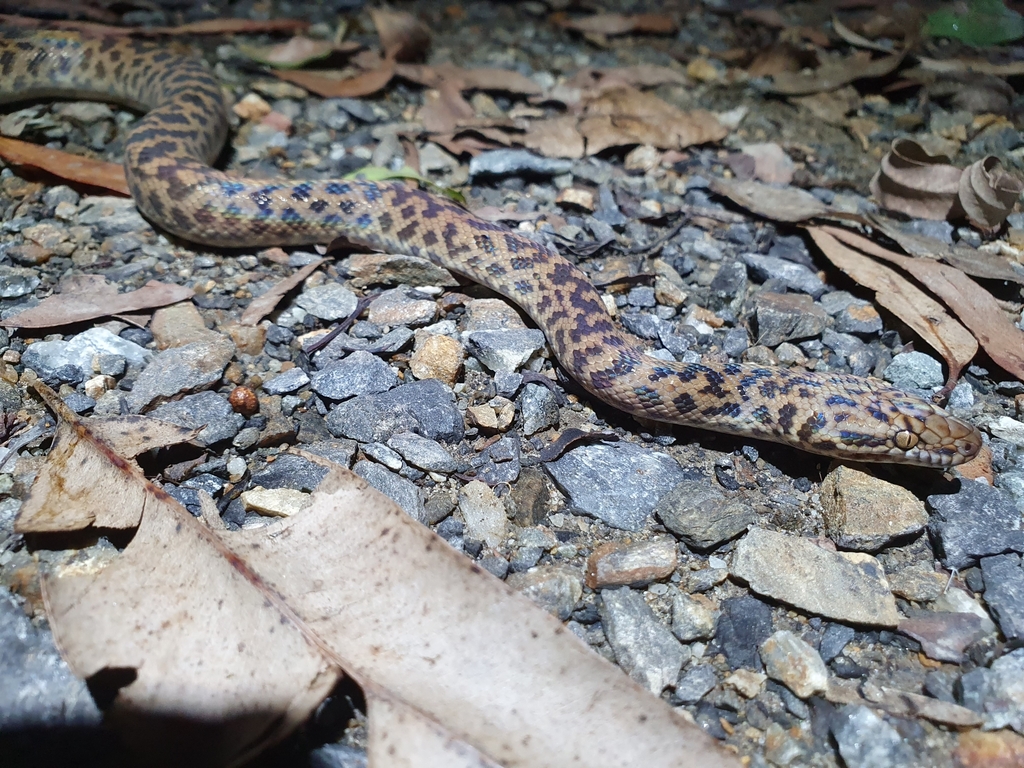 Spotted Python from The Gap QLD 4061, Australia on February 27, 2024 at ...