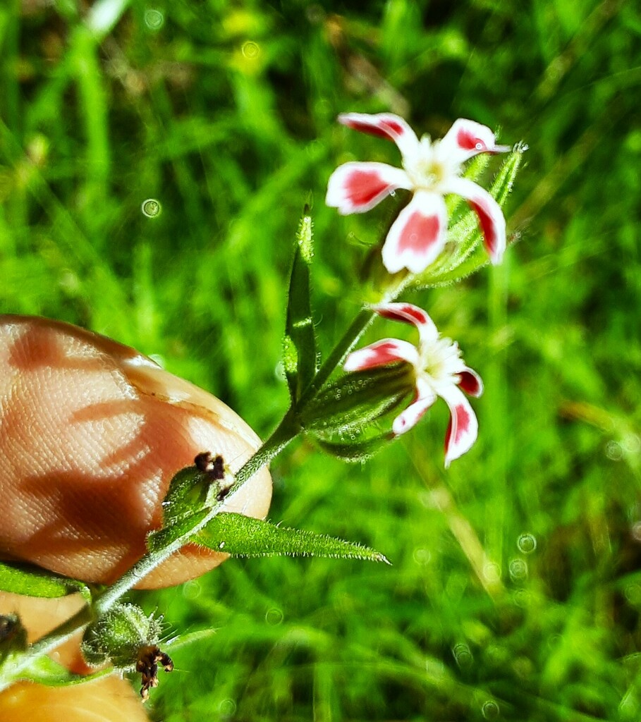 Small-flowered Catchfly from Ganbenang NSW 2790, Australia on February ...