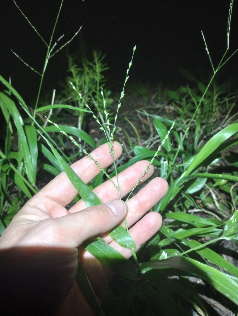 thick ditch crowngrass from Monroe County, FL, USA on February 21, 2024 ...