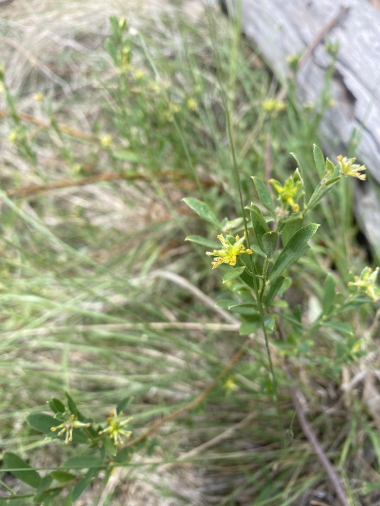 curved rice-flower from Mount Kaputar National Park, Kaputar, NSW, AU ...