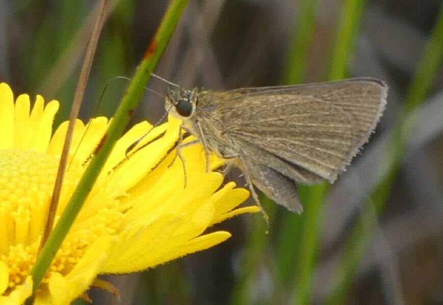 Swarthy Skipper from Florida, Osceola, Yeehaw Junction area, DeLuca ...