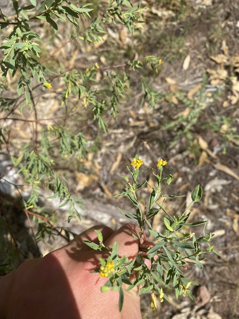 Pimelea neoanglica from Mount Kaputar National Park, Kaputar, NSW, AU ...