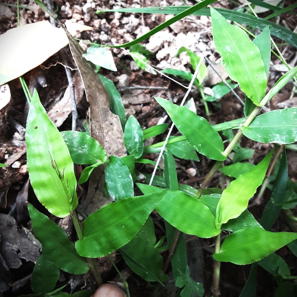 Basket Grass from Ganbenang NSW 2790, Australia on February 29, 2024 at ...