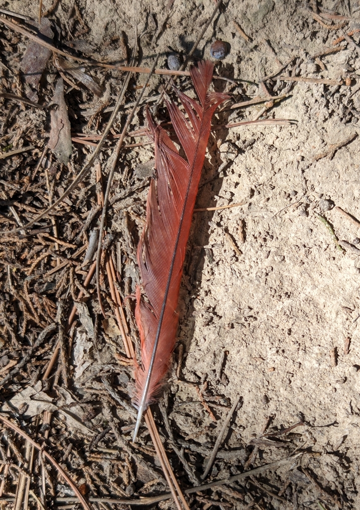 Northern Cardinal from Sherrill Township, MO, USA on March 2, 2024 at ...