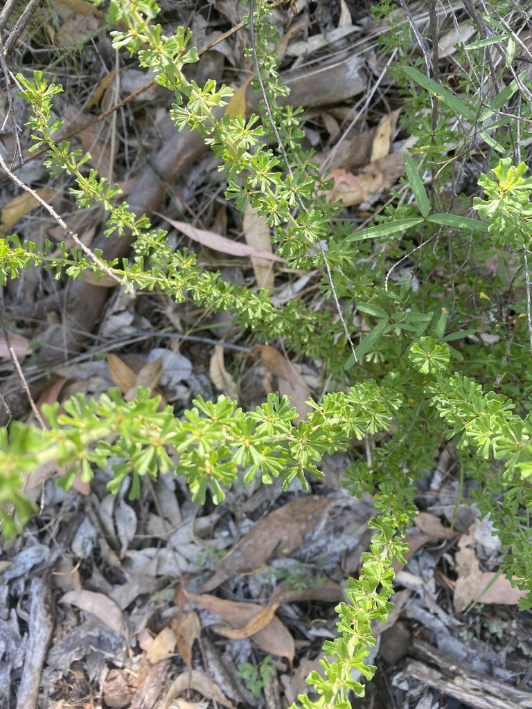 wedge-leaf bush-pea from Mount Kaputar National Park, Kaputar, NSW, AU ...