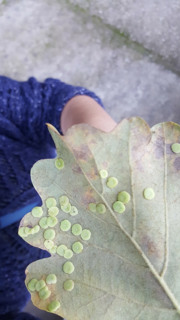 Smooth Spangle Gall Wasp from 2670 Fanhões, Portugal on November 16 ...