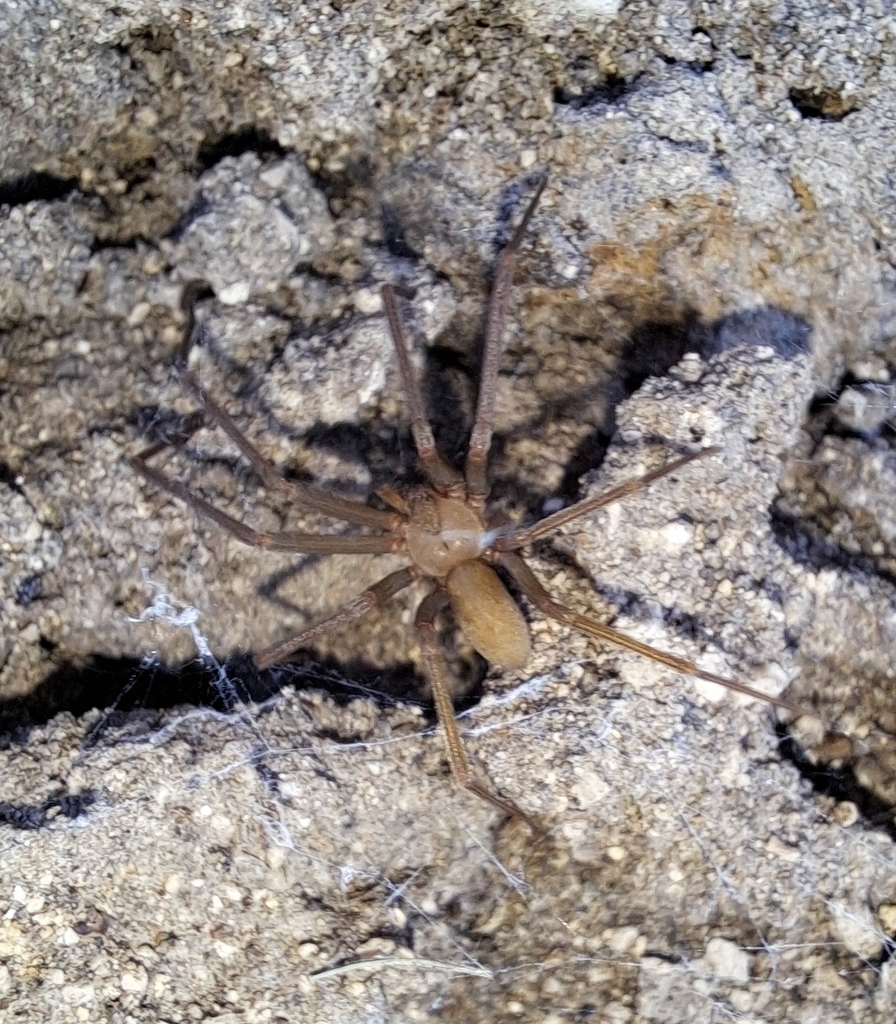 Texas Recluse from Rio Hondo, TX 78583, USA on March 2, 2024 at 02:06 ...