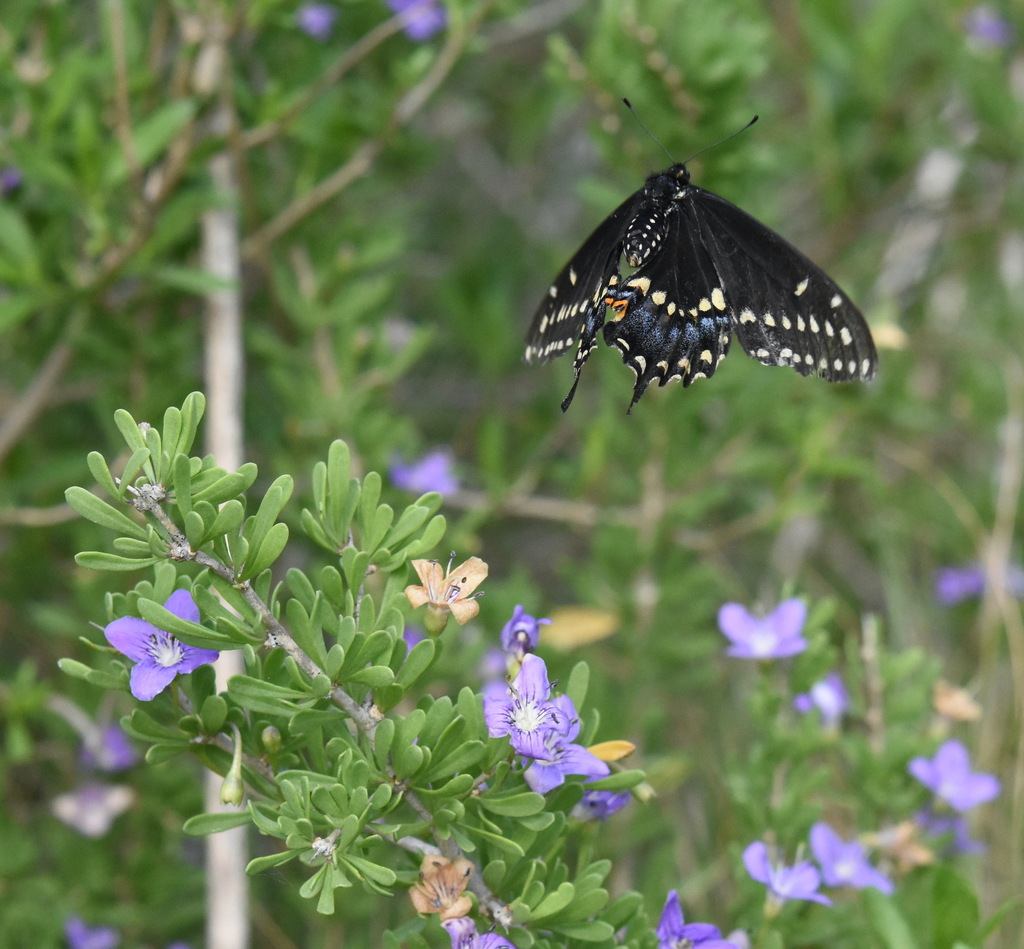 Black Swallowtail from Nassau Bay, TX, USA on March 1, 2024 at 03:47 PM ...