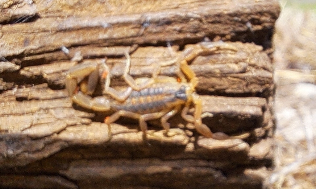 Striped Bark Scorpion from Rio Hondo, TX 78583, USA on March 2, 2024 at ...