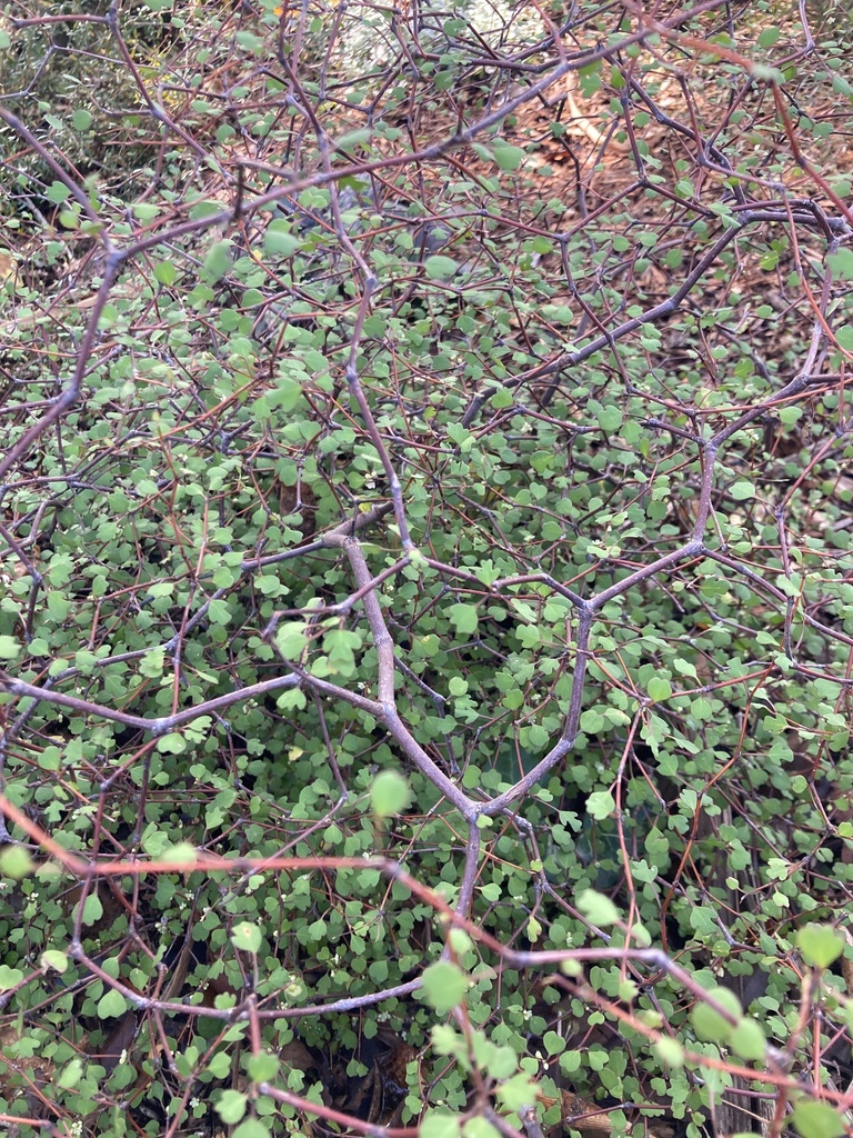 Shrubby tororaro from Te Ika-a-Māui/North Island, Paraparaumu ...