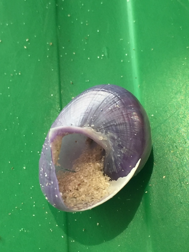 Violet Sea Snail from Kisauni, Kenya on February 16, 2023 at 11:02 AM ...