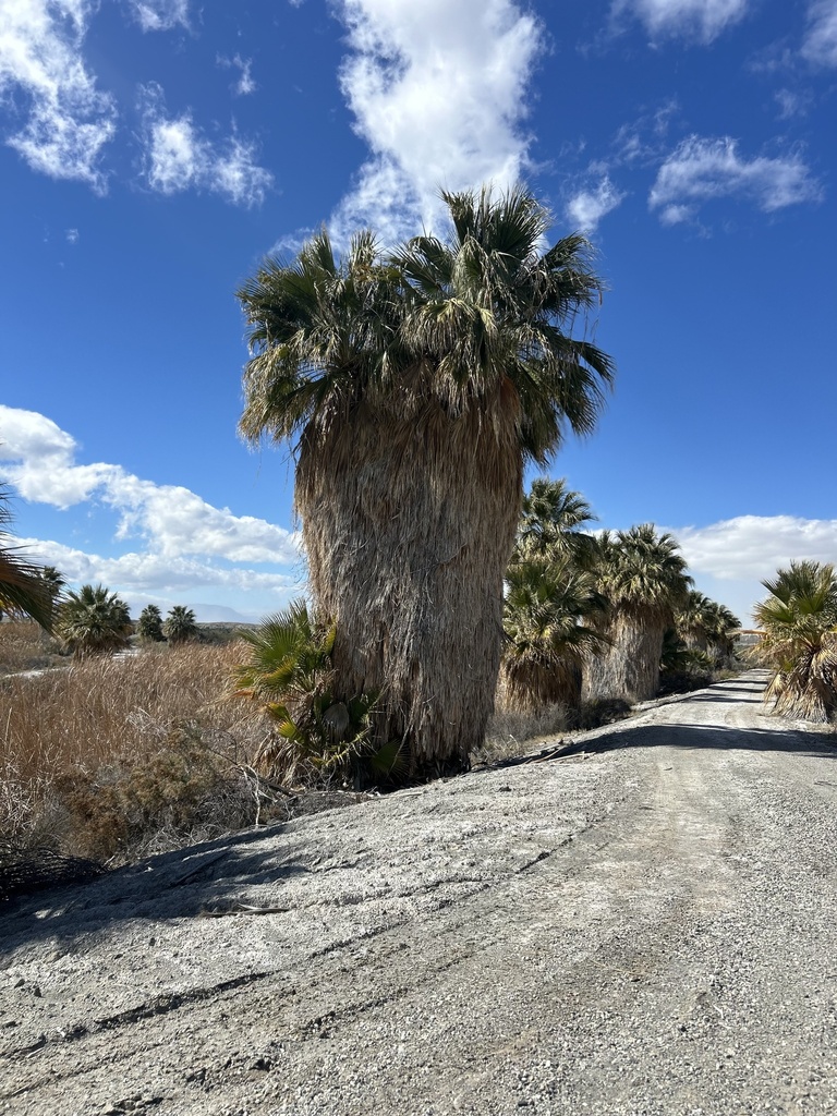 California fan palm from Mecca, CA, US on March 2, 2024 at 01:15 PM by ...
