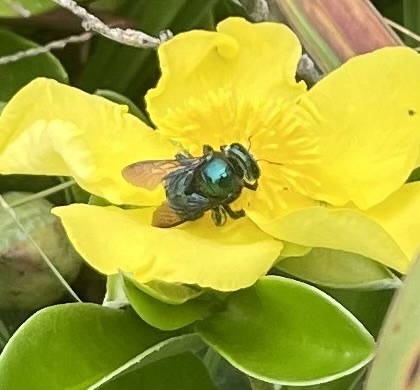 Peacock Carpenter Bee from Arrawarra, NSW, AU on March 3, 2024 at 10:58 ...