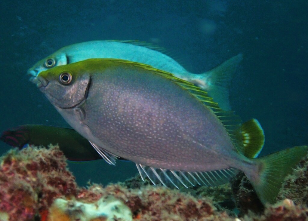 Black Rabbitfish from Sydney NSW, Australia on February 27, 2024 at 10: ...
