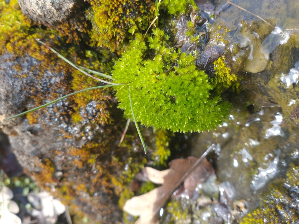 Capillary Thread-moss from Goldendale, WA 98620, USA on February 25 ...