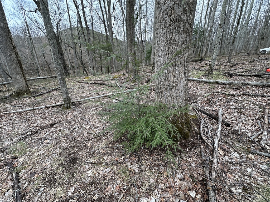 eastern hemlock from Great Smoky Mountains National Park, Gatlinburg ...