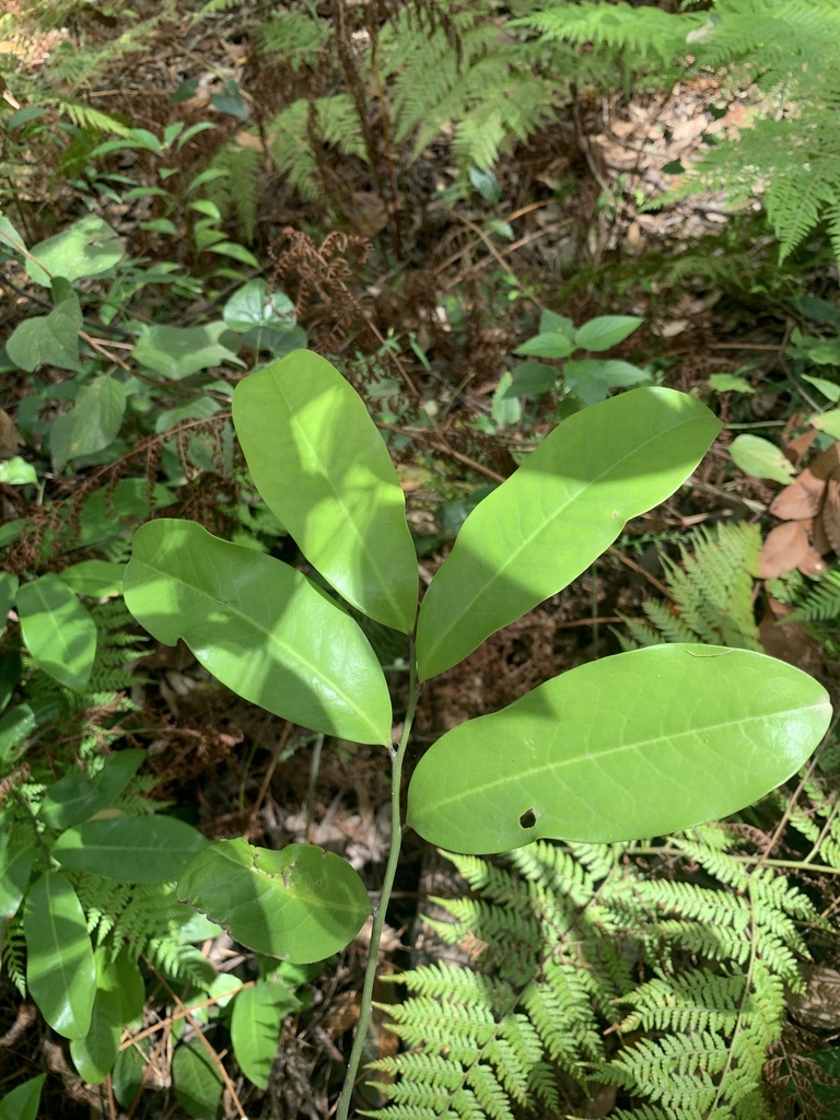 Bolwarra from Glenrock State Conservation Area, Merewether, NSW, AU on March 3, 2024 at 11:59 AM ...