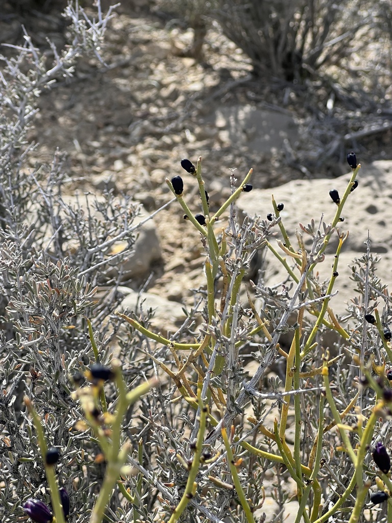Turpentine Broom from Red Rock Canyon National Conservation Area, Las ...