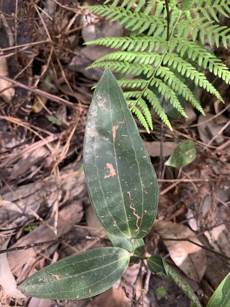 Austral Sarsaparilla from Glenrock State Conservation Area, Merewether, NSW, AU on March 3, 2024 ...