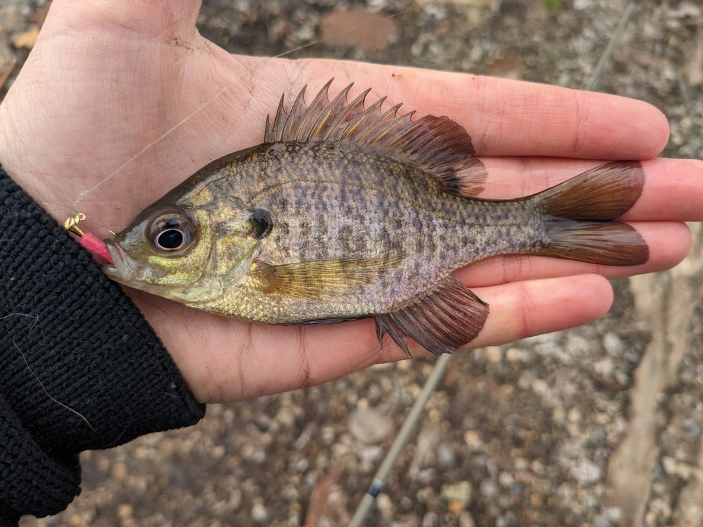 Bluegill (Lepomis macrochirus) - Marine Life Identification