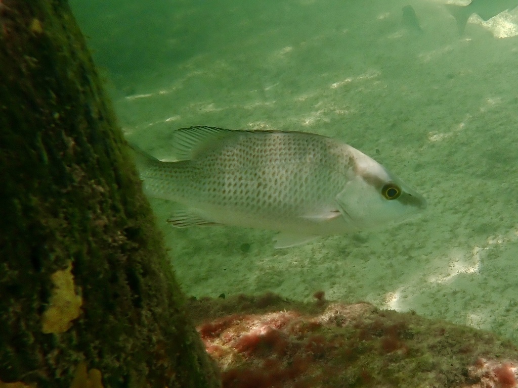 Grey Snapper from Caribbean Sea, MX on March 2, 2024 at 02:37 PM by ...