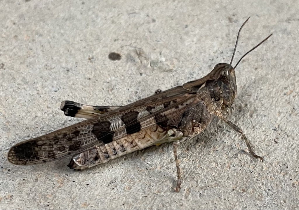 Australian Plague Locust from Belgravia Rd, Belgravia, NSW, AU on March ...