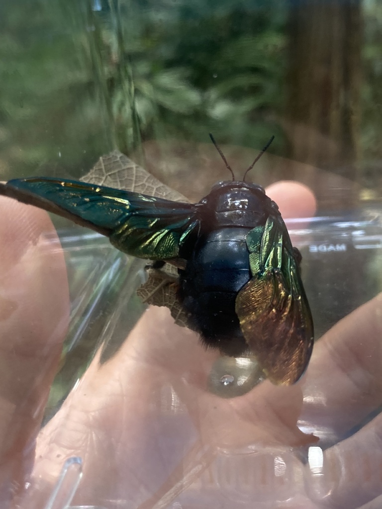 Broad-handed Carpenter Bee from Xishuangbanna Tropical Botanical Garden ...