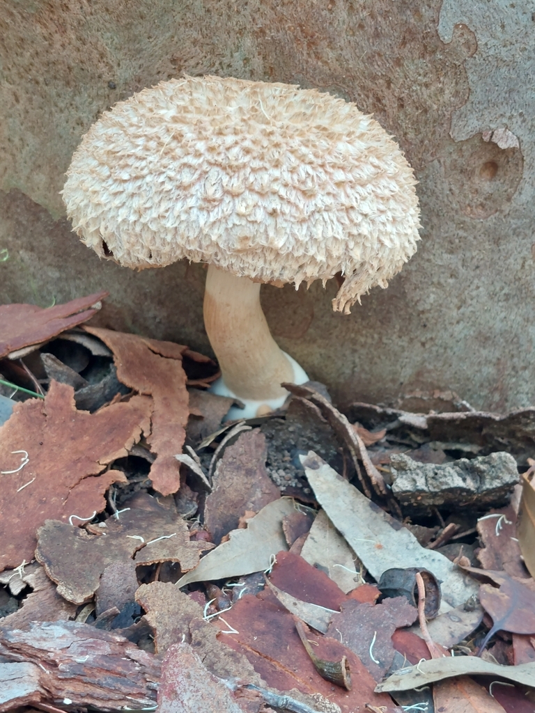 Boletellus ananiceps from North Epping NSW 2121, Australia on March 3 ...
