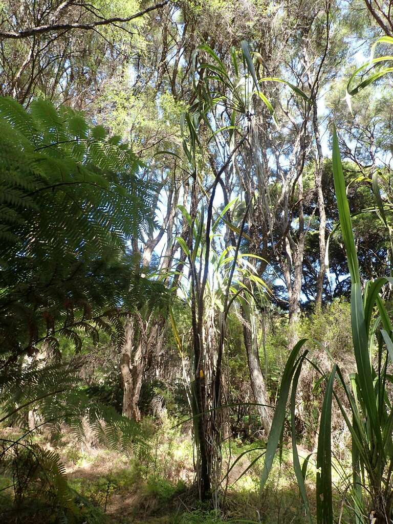 Forest Cabbage Tree from Tasman District, Tasman, New Zealand on ...