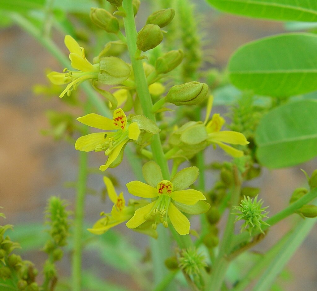 yellow nickerbean from Broome WA, Australia on December 28, 2004 by ...