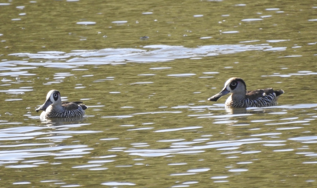 Pink-eared Duck from Adelaide SA, Australia on March 3, 2024 at 08:27 ...