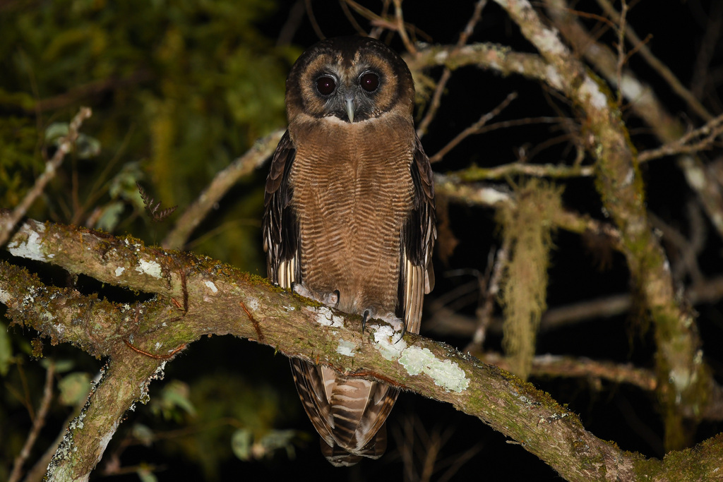 Brown Wood-Owl in August 2022 by usaviah · iNaturalist