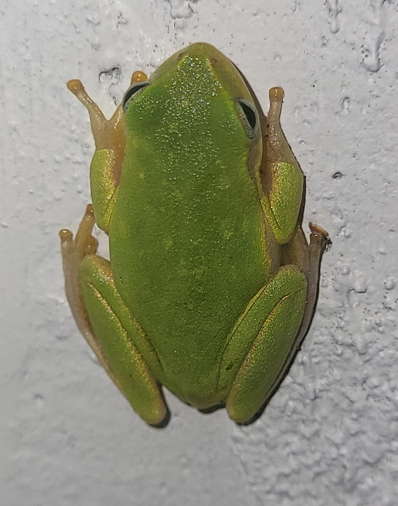 Squirrel Treefrog from Ocala, FL 34472, USA on March 2, 2024 at 09:31 ...