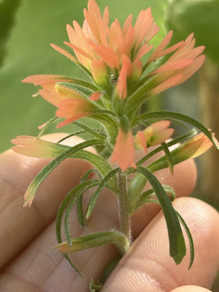 Castilleja bryantii from La Paz, BCS, Mexico on February 5, 2024 at 10: ...