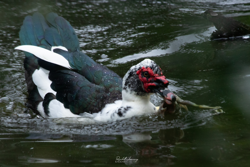 Domestic Muscovy Duck from Provincia de Puntarenas, Coto Brus, El Danto ...