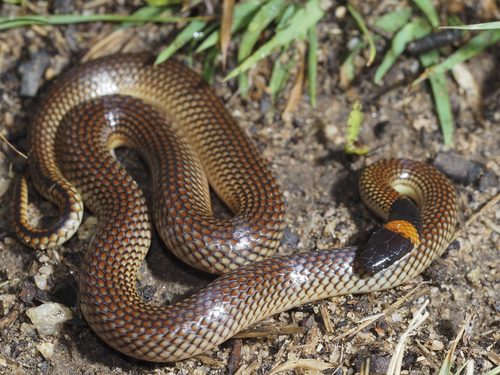 Bright-naped Snakes (Furina) - Snakes and Lizards
