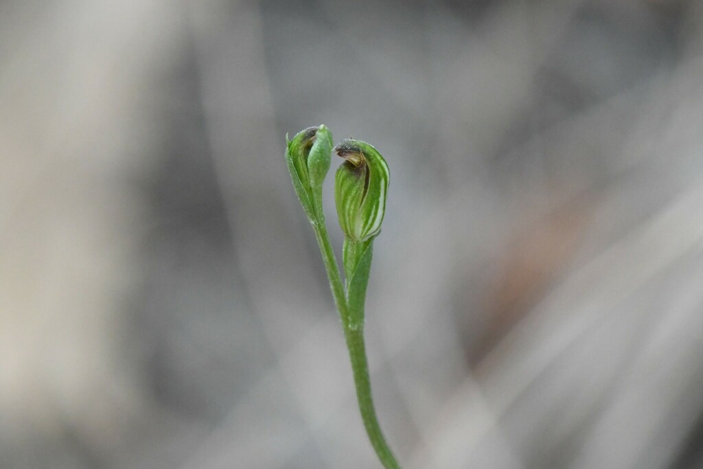 Pygmy Greenhood from Smiths Gully VIC 3760, Australia on March 3, 2024 ...