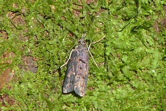 Heterocrossa iophaea from Mabel Bush, New Zealand on February 28, 2024 ...