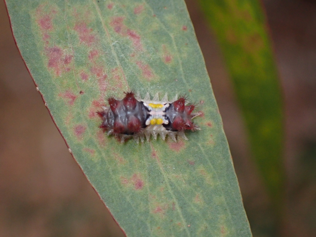Mottled Cup Moth from Tyabb Bushland Reserve, 1A Woods Rd, Pearcedale ...