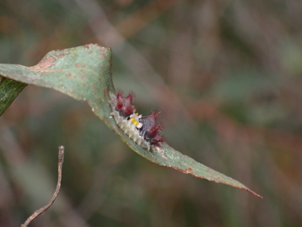Mottled Cup Moth from Tyabb Bushland Reserve, 1A Woods Rd, Pearcedale ...