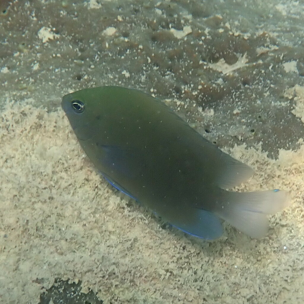 Obscure Damsel (Pomacentrus adelus) - Marine Life Identification