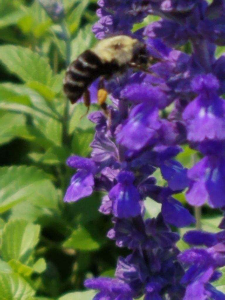 Common Eastern Bumble Bee from Unnamed Road, Orlando, FL 32836, USA on ...