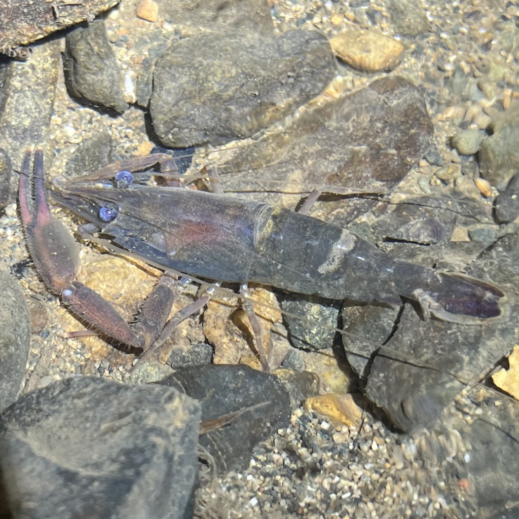Caribbean longarm shrimp from Puerto Rico, Caguas, Puerto Rico, US on ...