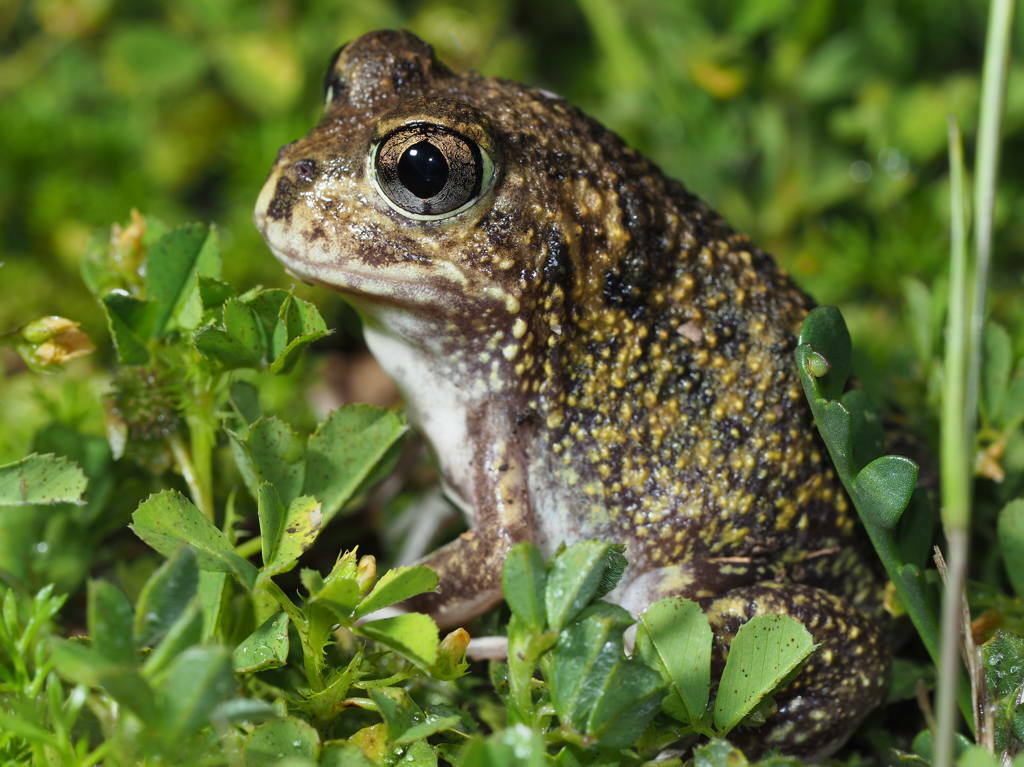 Desert Trilling Frog from Coolatai NSW 2402, Australia on September 18 ...