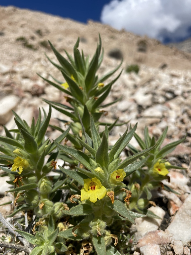 golden desert-snapdragon in February 2024 by lillybyrd · iNaturalist