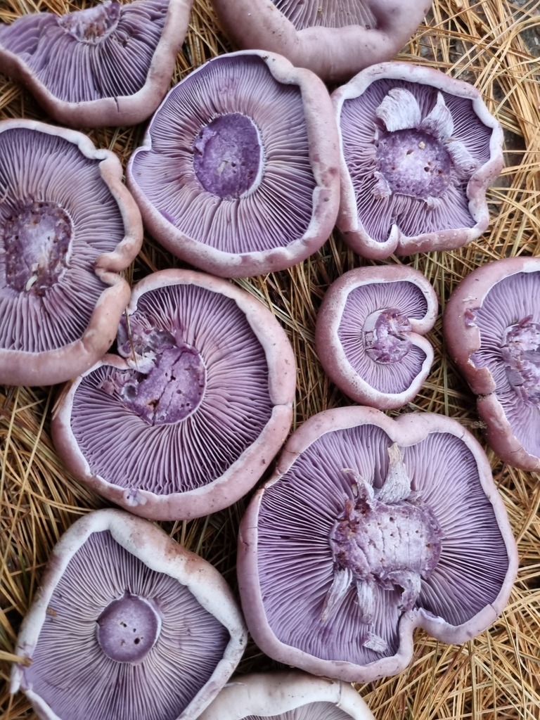 Blewit from St Albans, Christchurch, New Zealand on June 26, 2023 at 03 ...