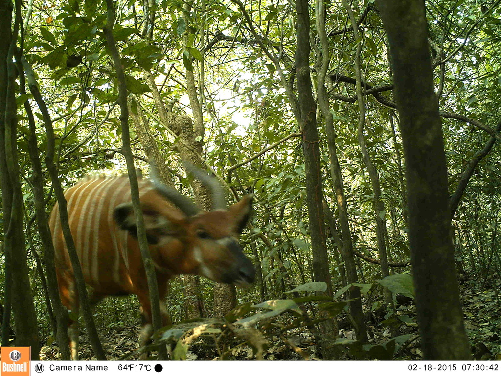 Lowland Bongo in February 2015 by thierry_aebischer_chinko. M2E27L48 ...