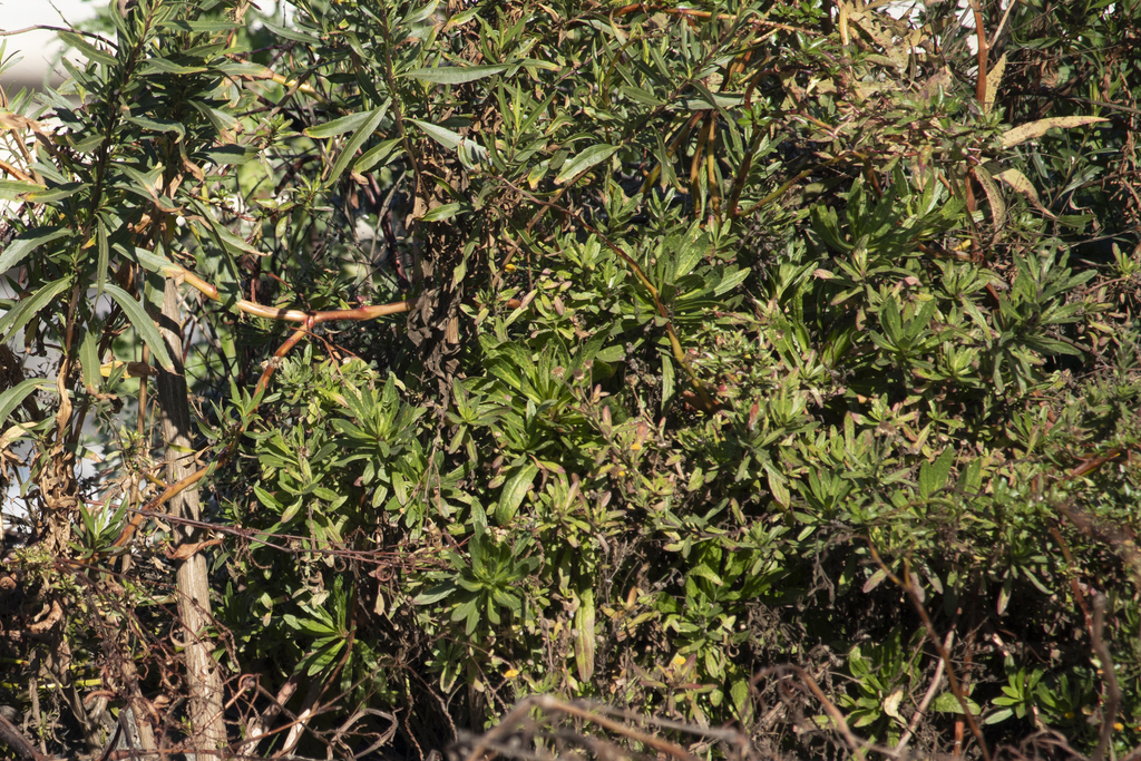 Spanish False Fleabane from Anaheim Hills, Anaheim, CA, USA on January ...