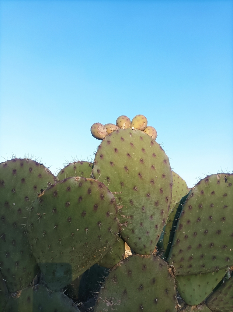 Opuntia joconostle from Nuevo Madin, Atizapán De Zaragoza, Manzana 002 ...