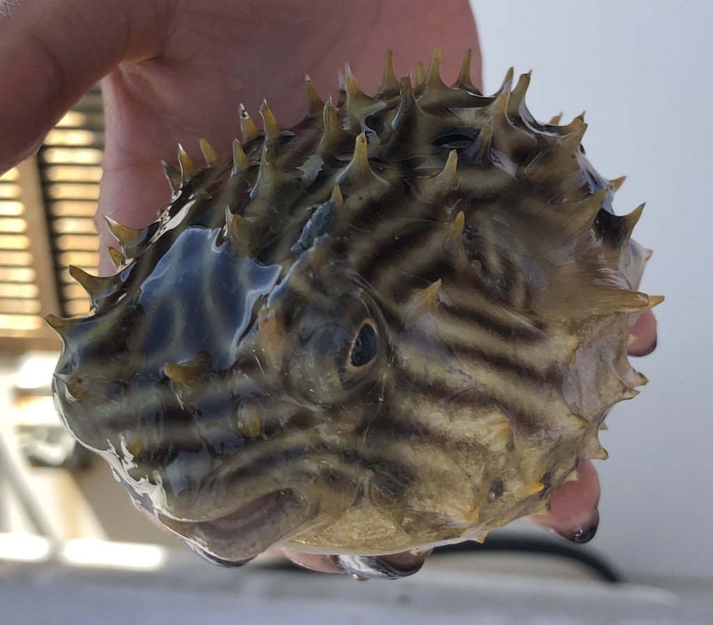 Striped Burrfish from Charleston Harbor, , SC, US on April 18, 2019 at ...